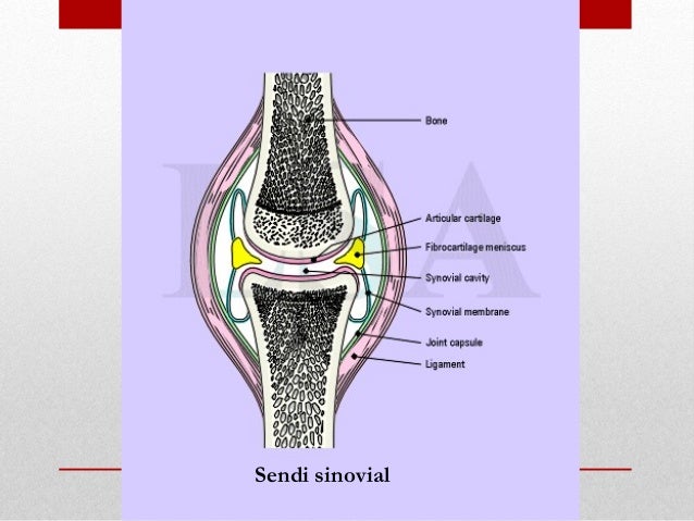 STRUKTUR & FISIOLOGI - SENDI