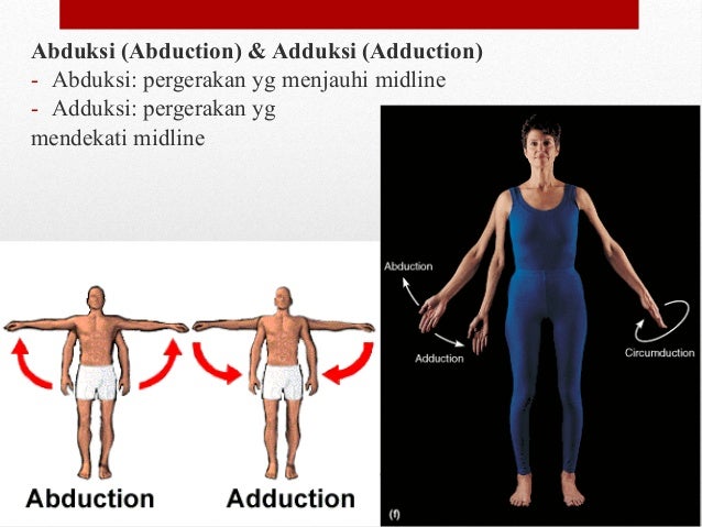 STRUKTUR & FISIOLOGI - SENDI