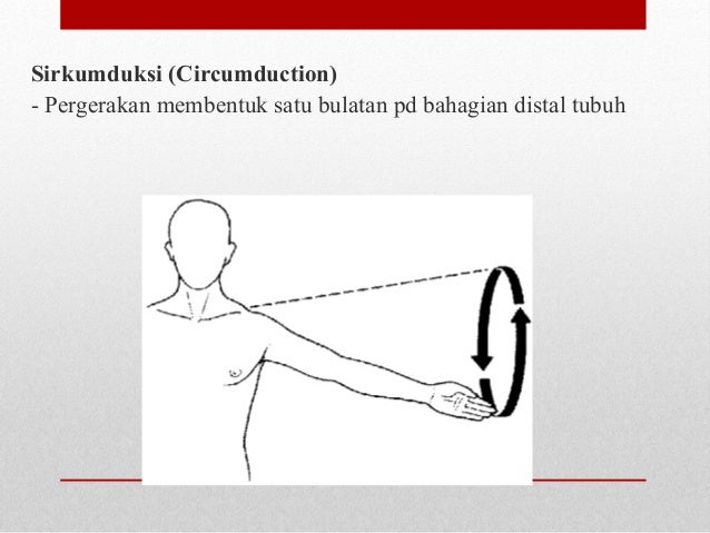 STRUKTUR & FISIOLOGI - SENDI