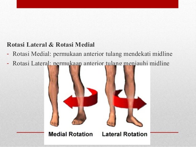 STRUKTUR & FISIOLOGI - SENDI