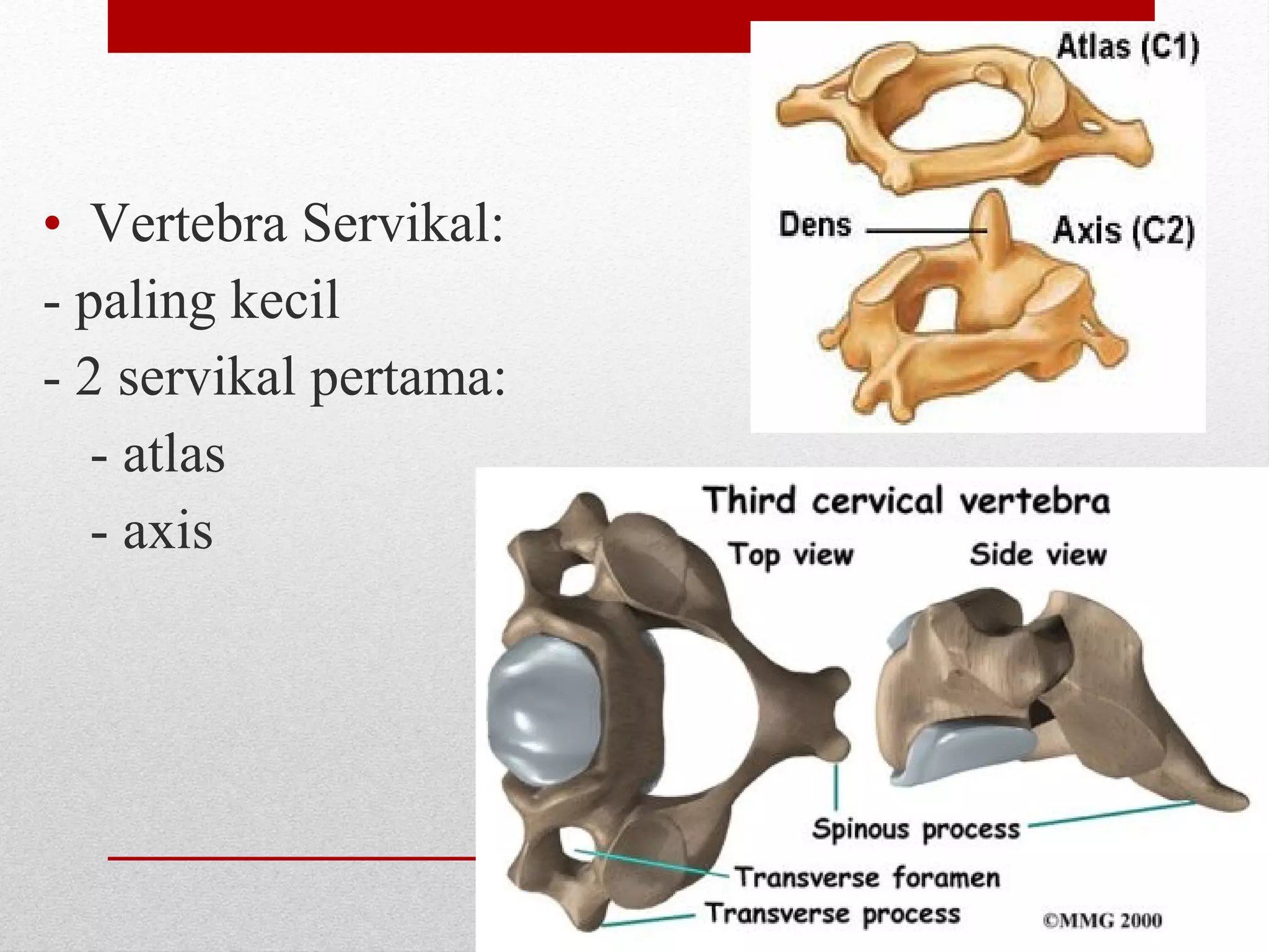 STRUKTUR & FISIOLOGI - SKELETAL | PPT