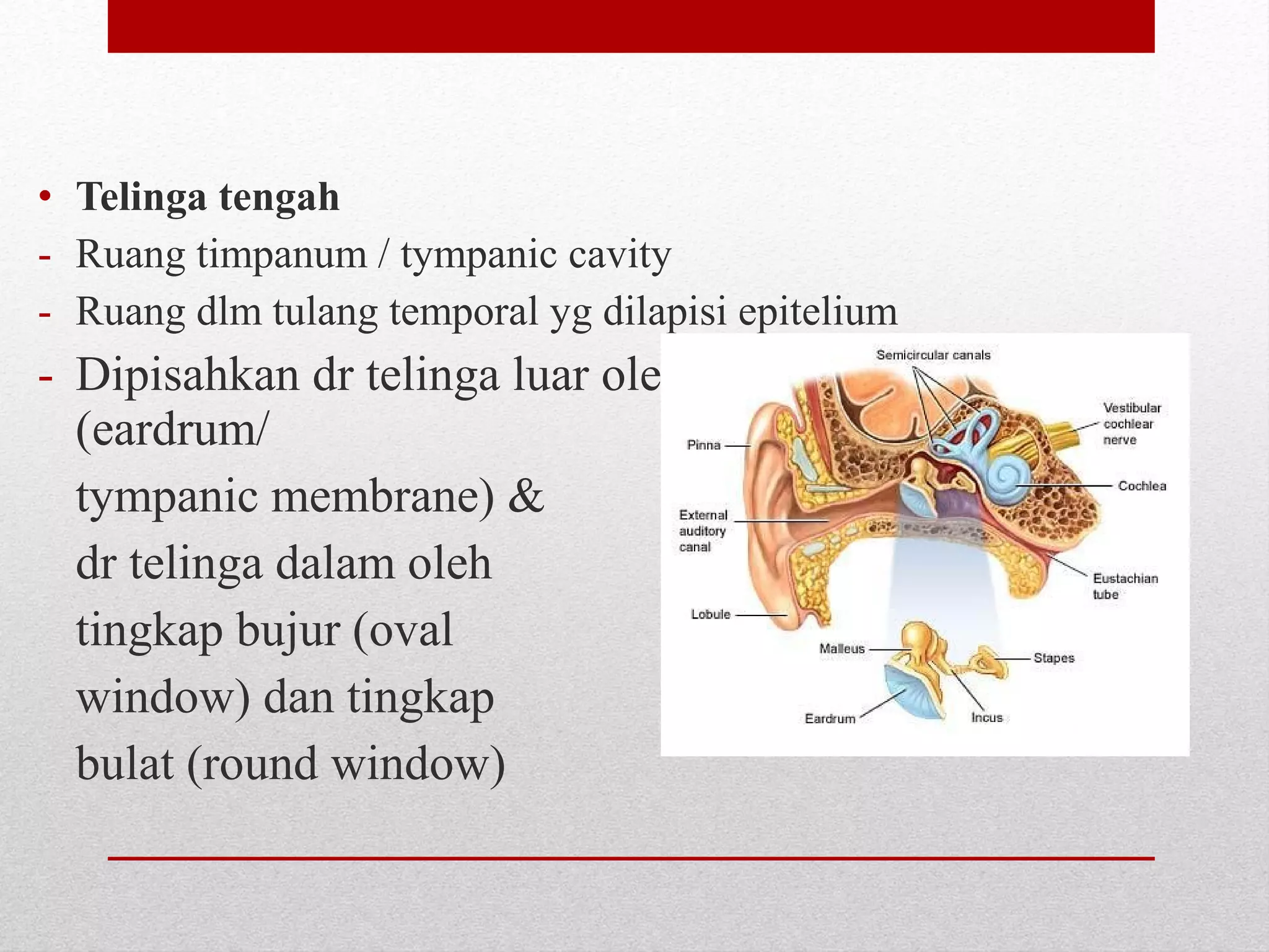 STRUKTUR & FISIOLOGI - TELINGA | PPT