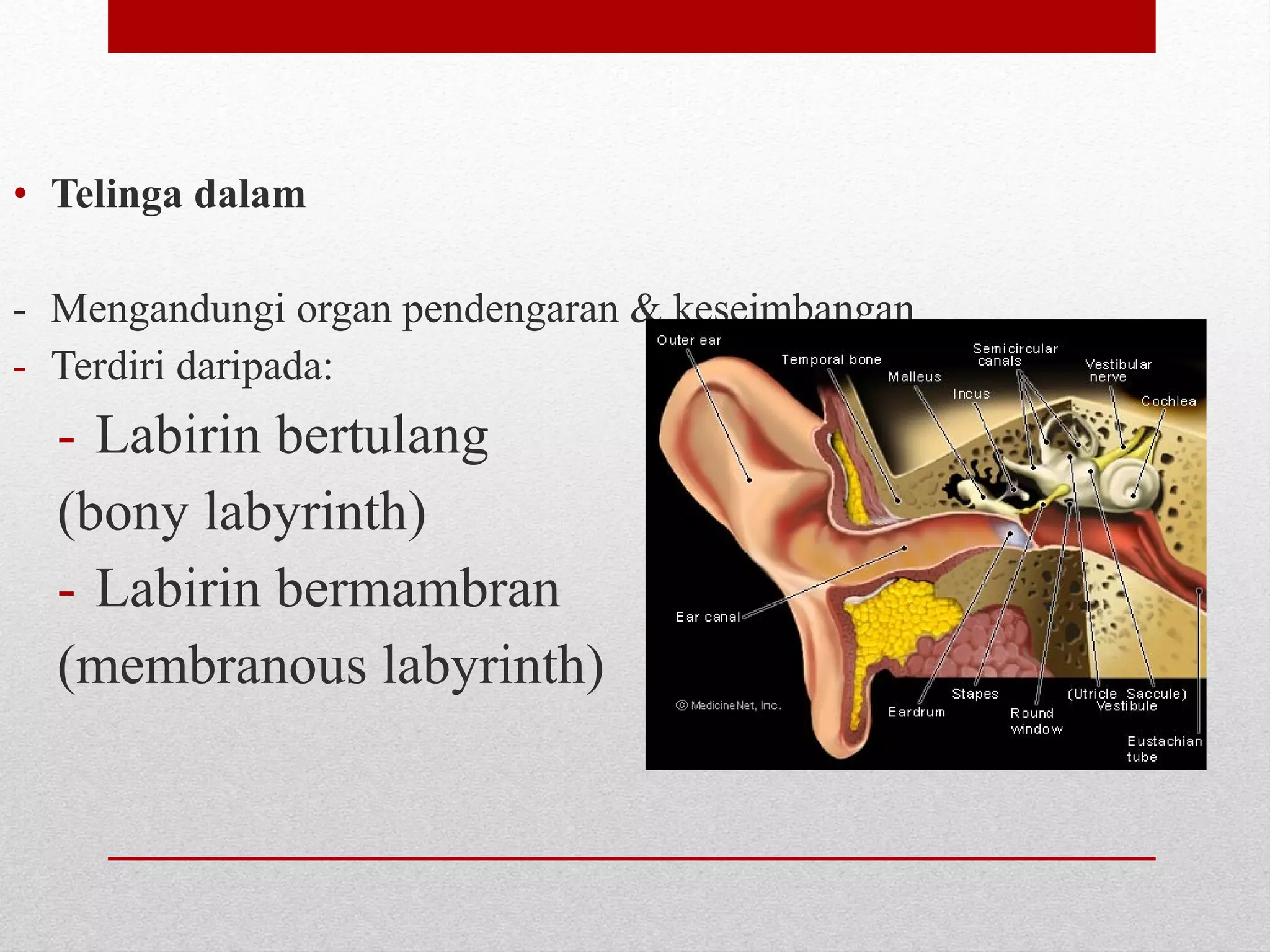STRUKTUR & FISIOLOGI - TELINGA | PPT