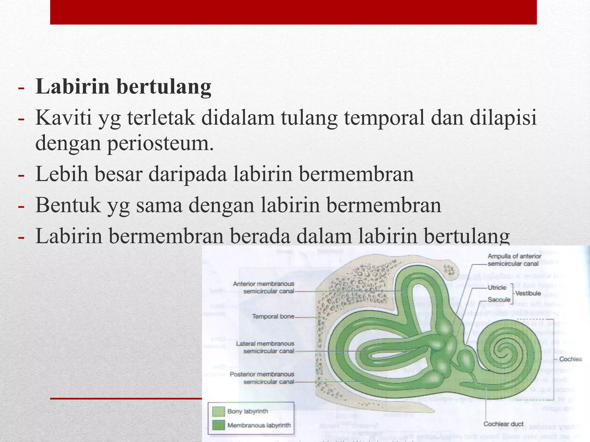 STRUKTUR & FISIOLOGI - TELINGA | PPT