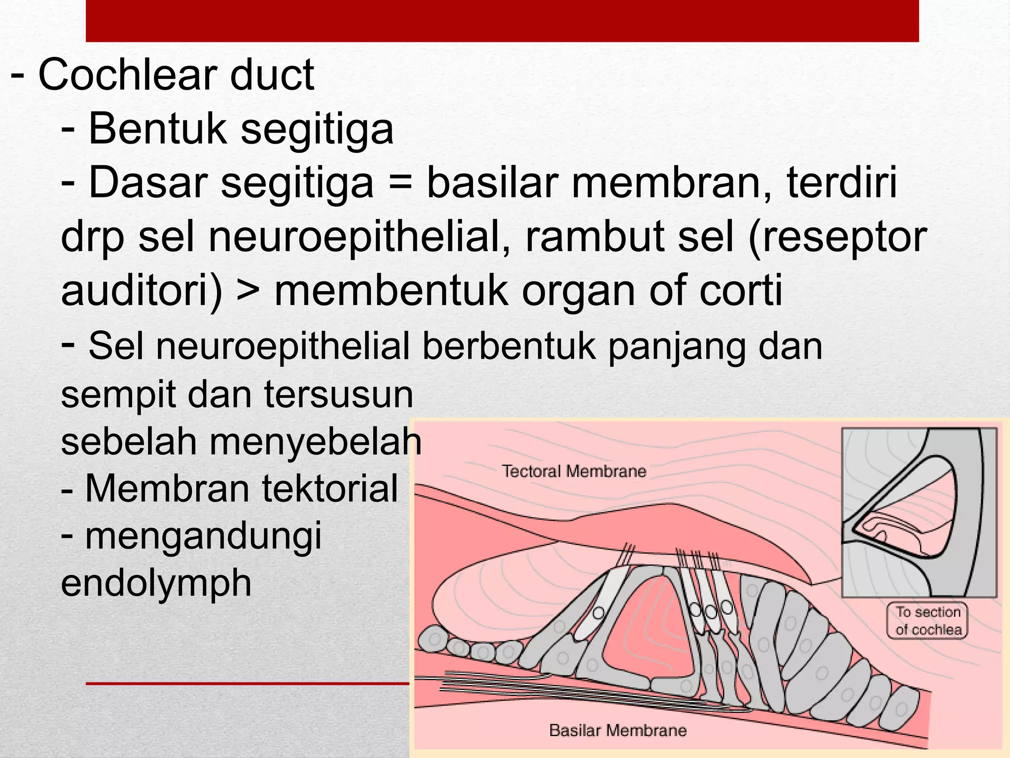 STRUKTUR & FISIOLOGI - TELINGA | PPT