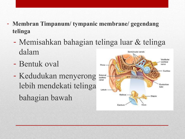 STRUKTUR & FISIOLOGI - TELINGA | PPT