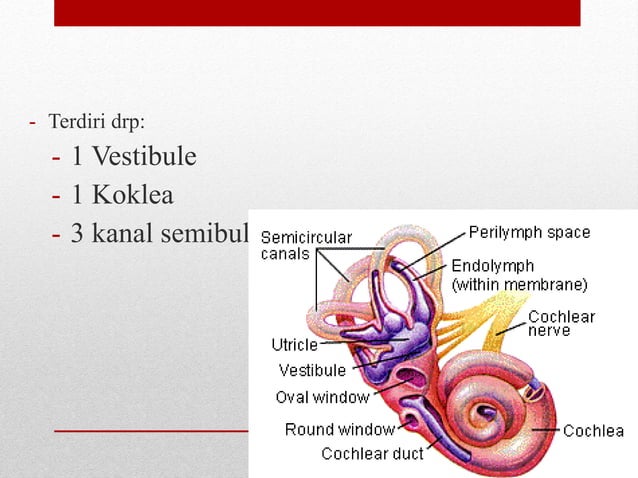 STRUKTUR & FISIOLOGI - TELINGA | PPT