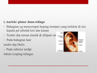 STRUKTUR & FISIOLOGI - TELINGA | PPT