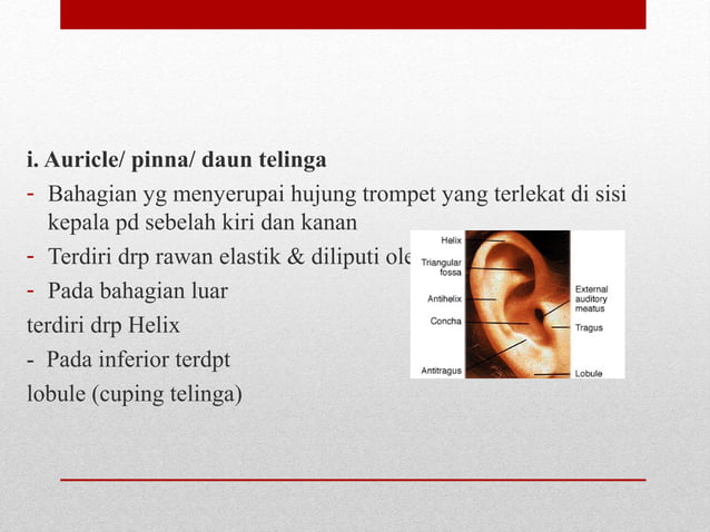 STRUKTUR & FISIOLOGI - TELINGA | PPT
