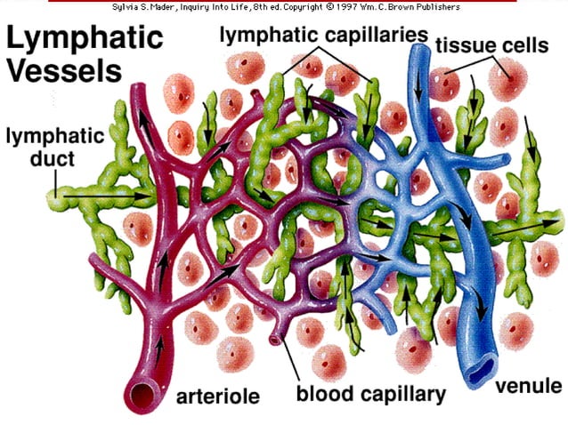 STRUKTUR & FUNGSI - SISTEM LIMFATIKA | PPT