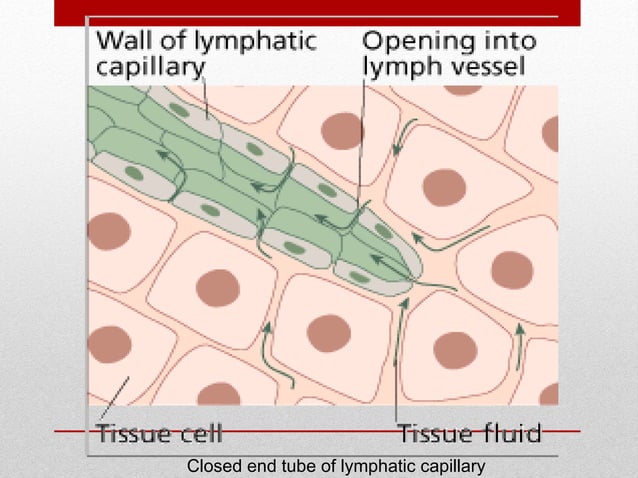 STRUKTUR & FUNGSI - SISTEM LIMFATIKA | PPT