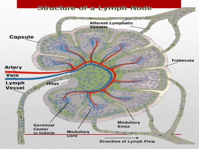 STRUKTUR & FUNGSI - SISTEM LIMFATIKA | PPT