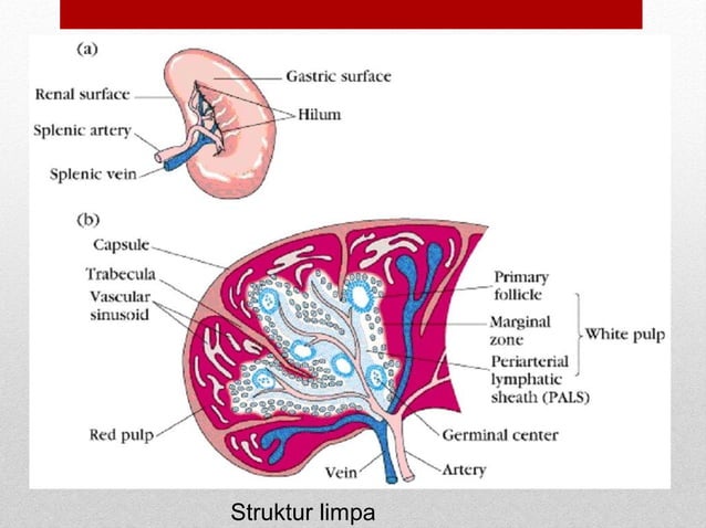STRUKTUR & FUNGSI - SISTEM LIMFATIKA | PPT