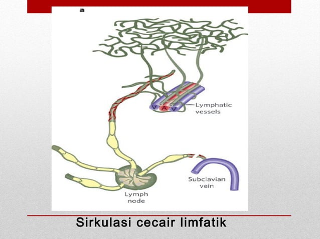 STRUKTUR & FUNGSI - SISTEM LIMFATIKA | PPT