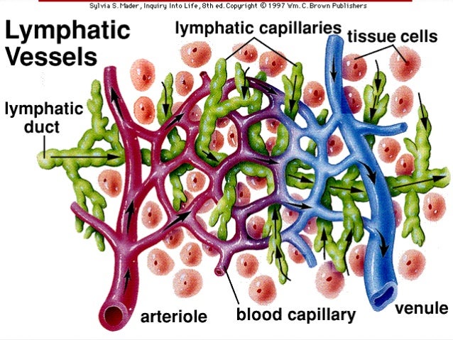 STRUKTUR & FUNGSI - SISTEM LIMFATIKA
