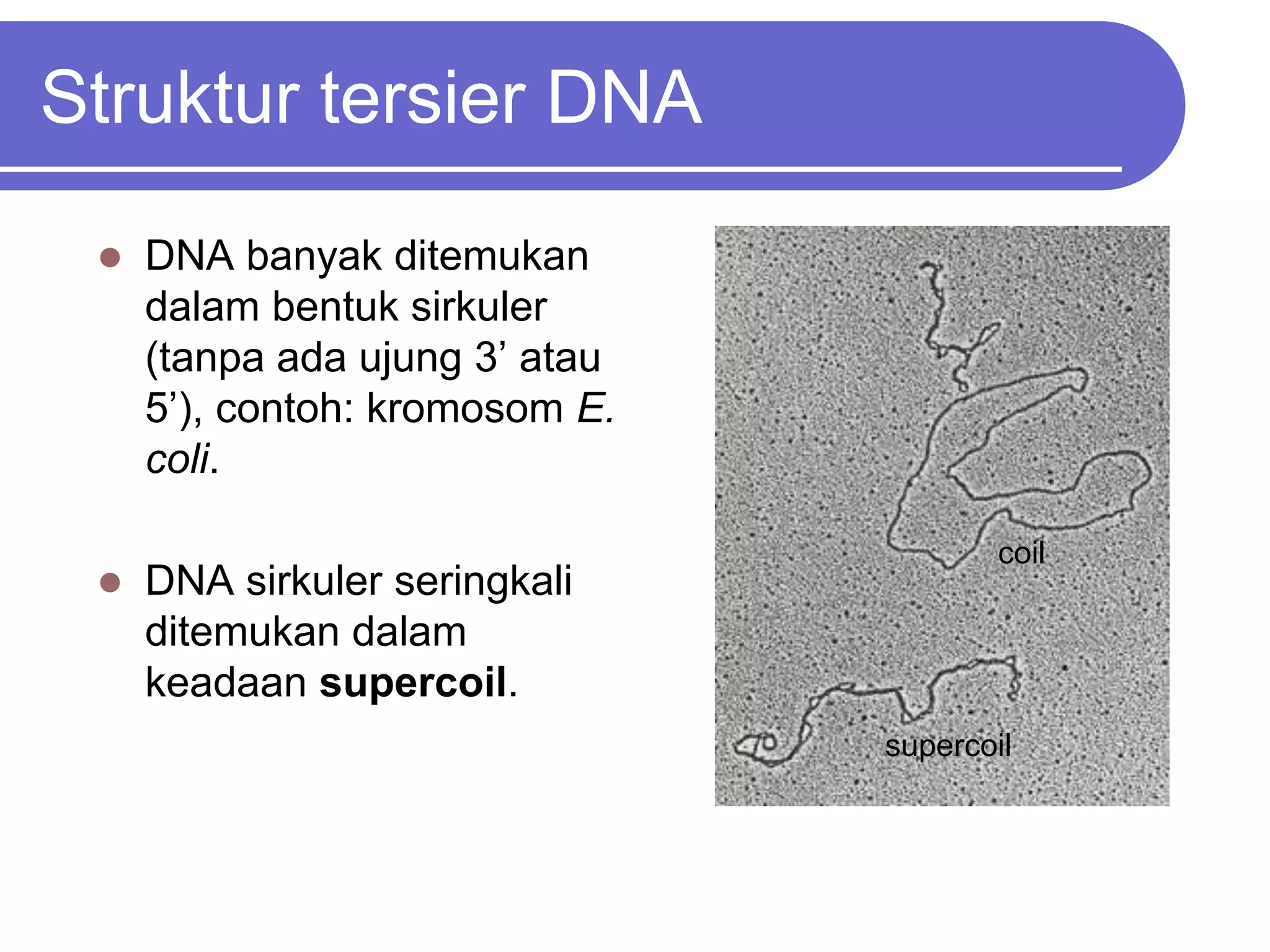 Struktur fungsi asam nukleat | PPTX