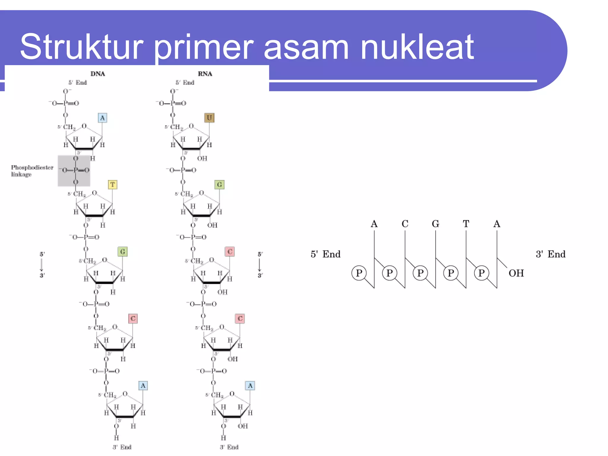 Struktur fungsi asam nukleat | PPTX