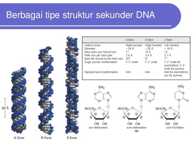 Struktur fungsi asam nukleat