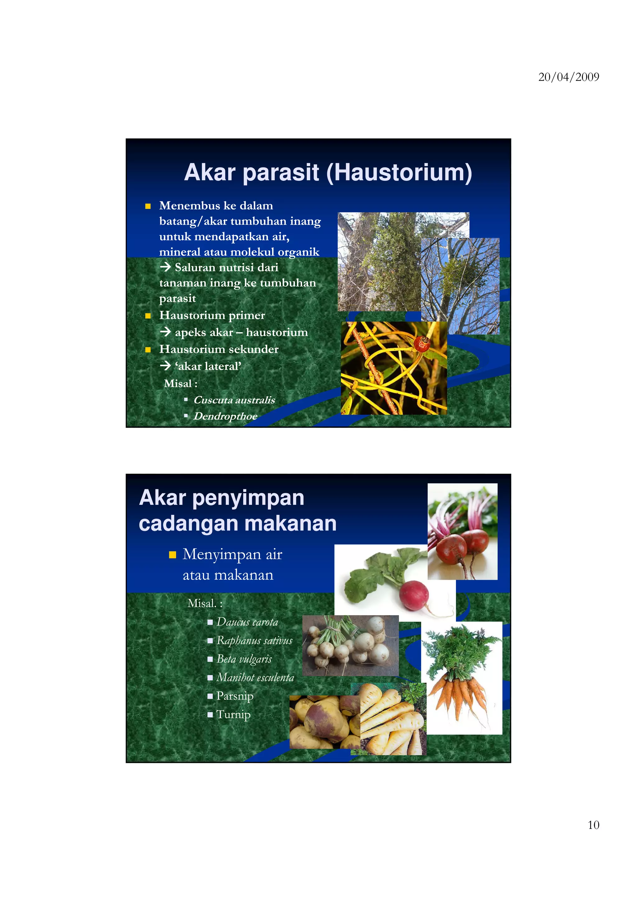 Struktur fungsi dan perkembangan akar | PDF