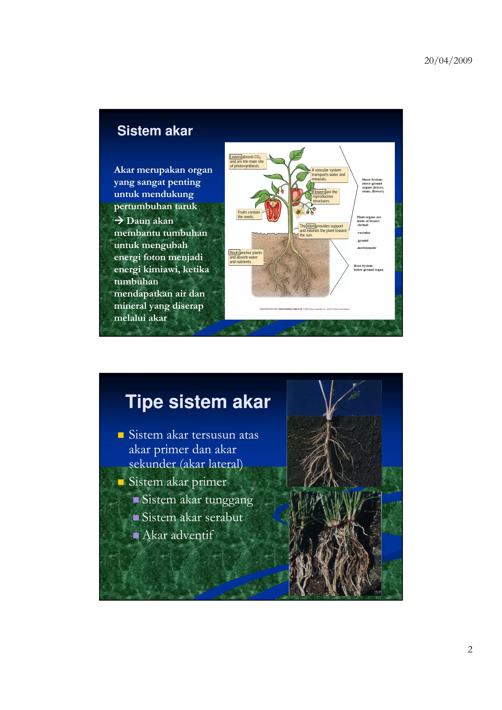 Struktur fungsi dan perkembangan akar | PDF