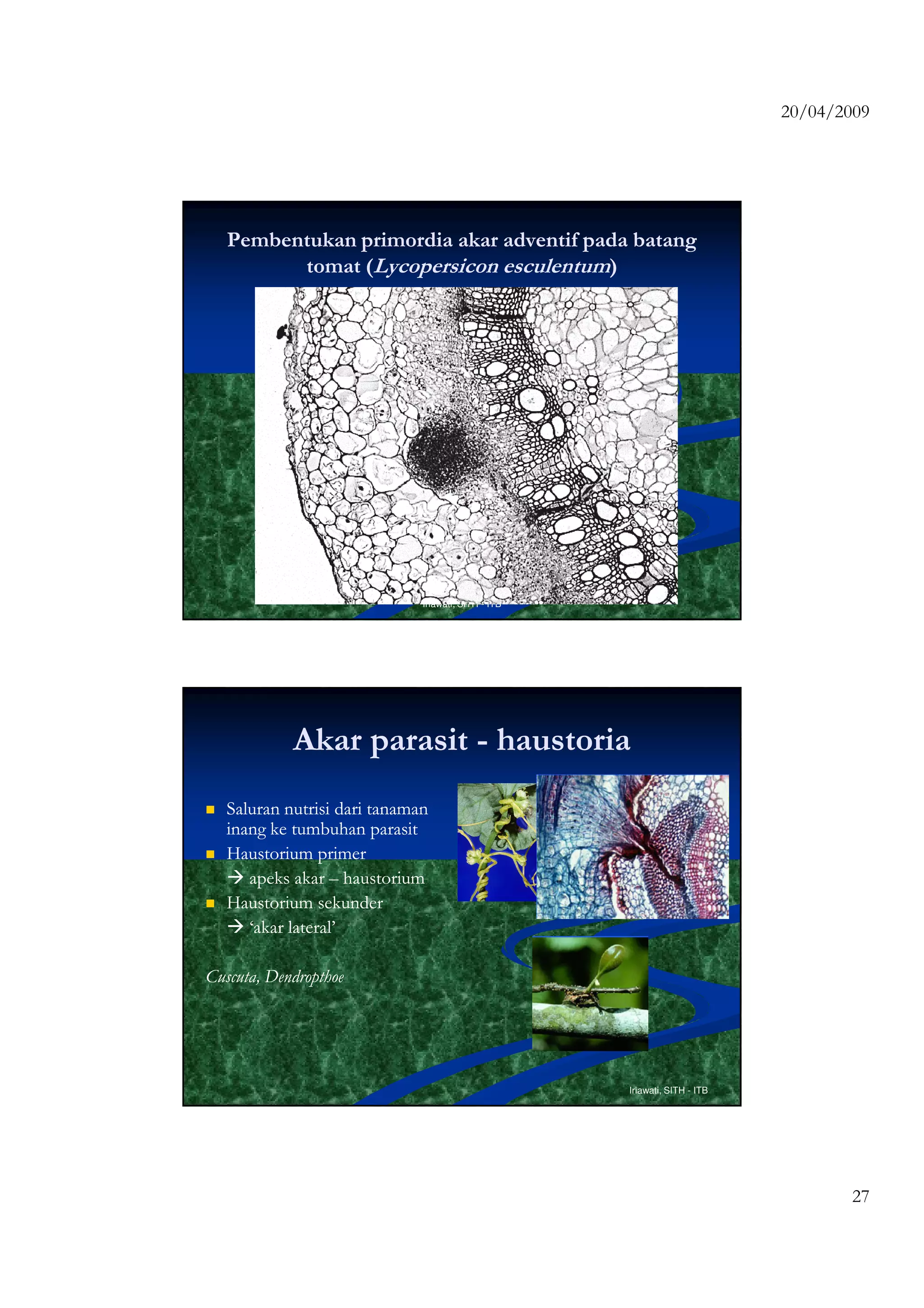Struktur fungsi dan perkembangan akar | PDF
