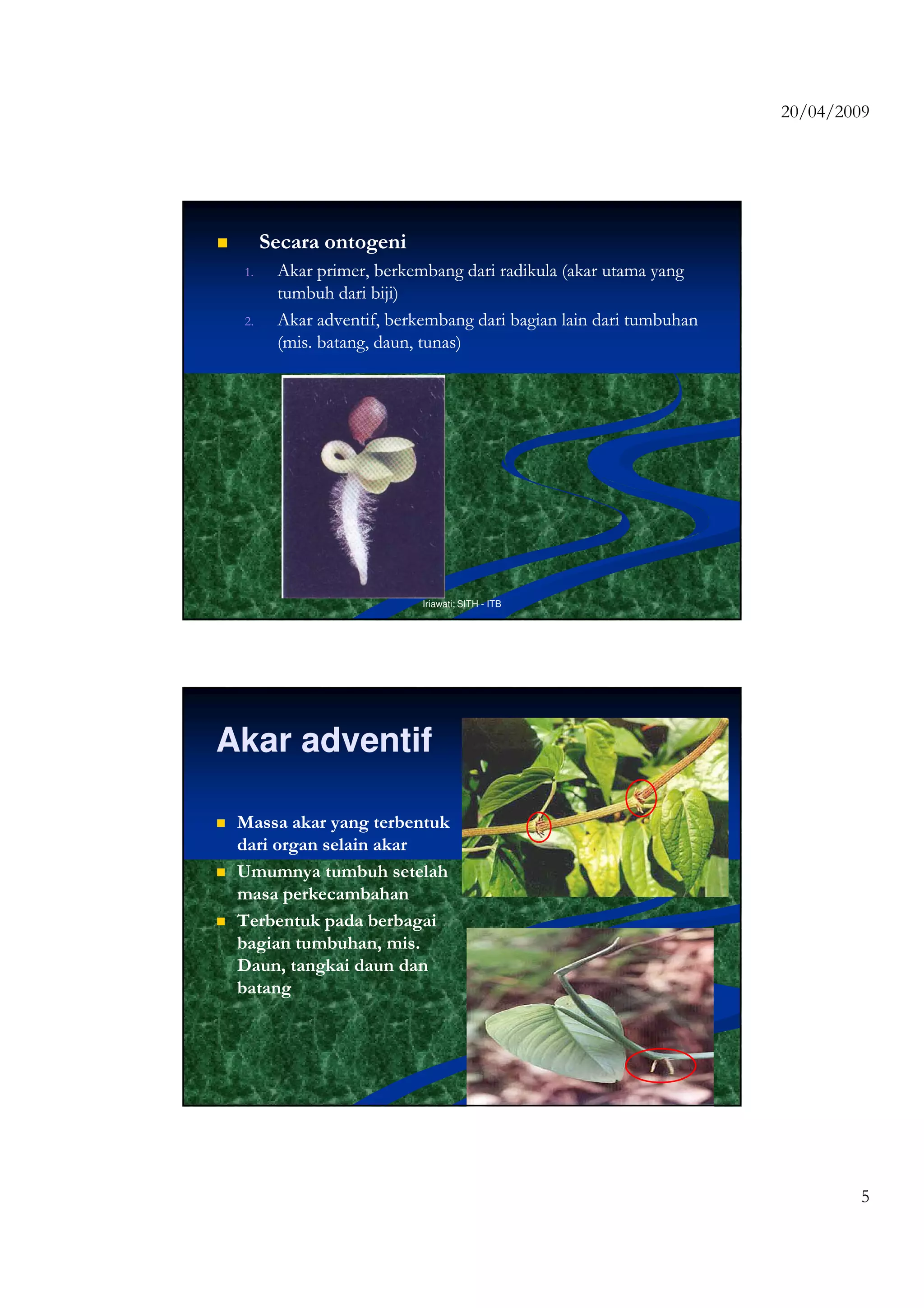 Struktur fungsi dan perkembangan akar | PDF