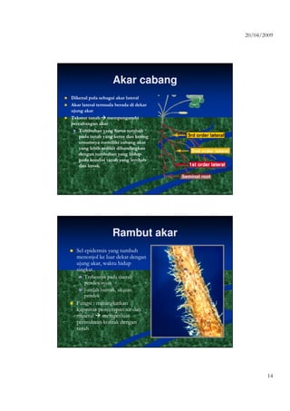 Struktur fungsi dan perkembangan akar | PDF