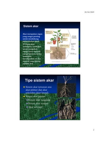 Struktur fungsi dan perkembangan akar | PDF