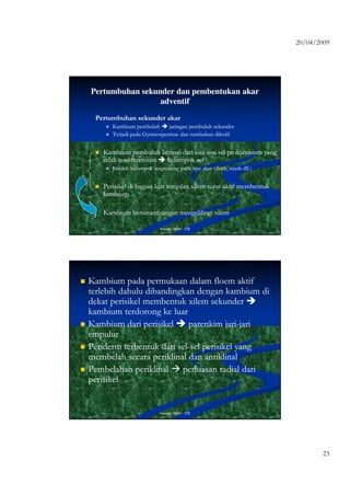 Struktur fungsi dan perkembangan akar | PDF