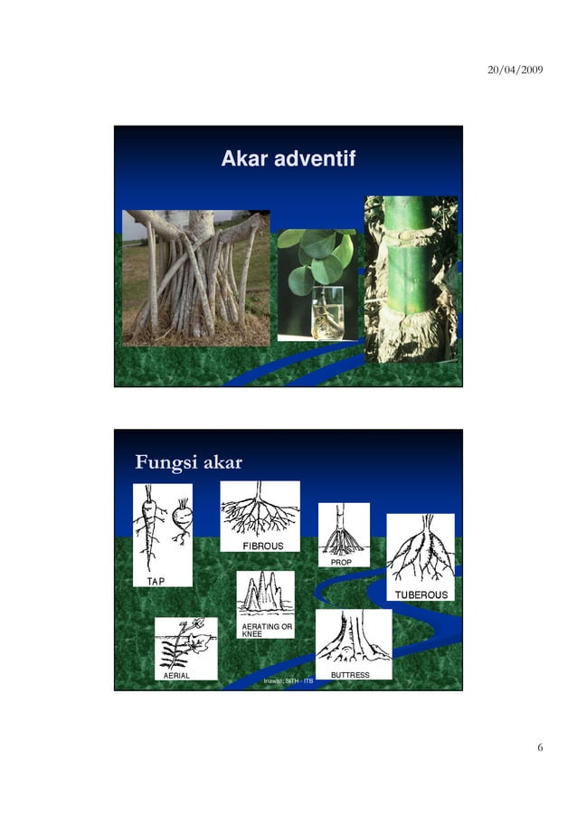 Struktur fungsi dan perkembangan akar | PDF