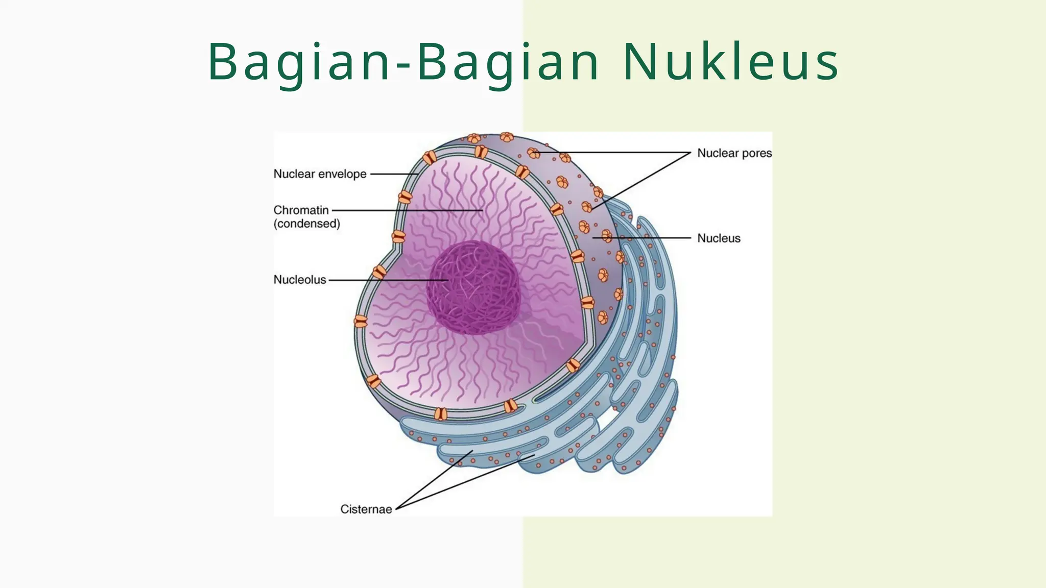 struktur fungsi dan proses biologi pada sitoplasma nukleus mitokondria peroksisom retikulum ...