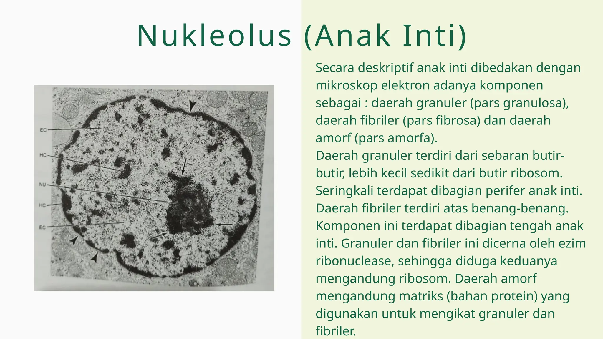struktur fungsi dan proses biologi pada sitoplasma nukleus mitokondria ...