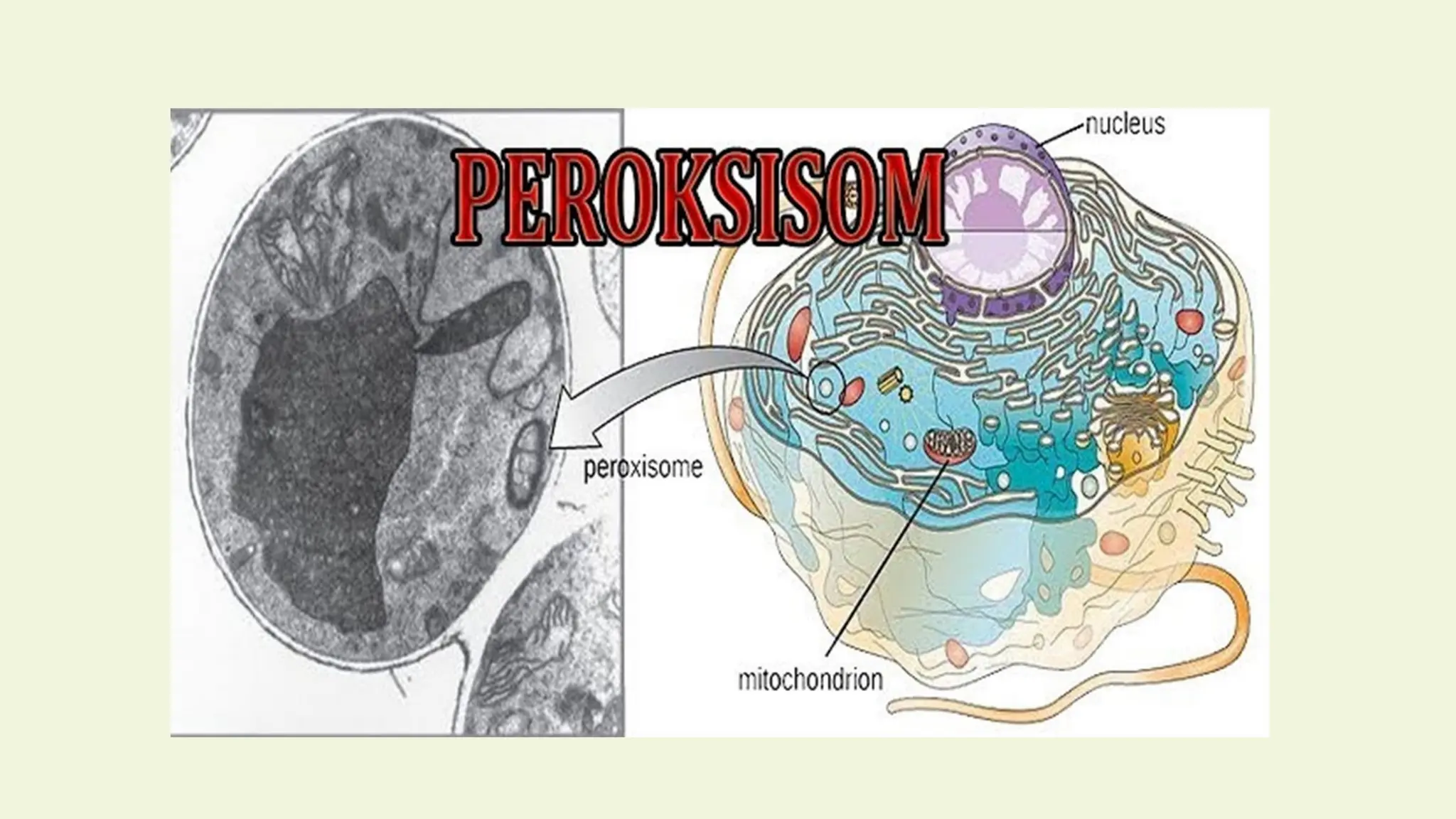 struktur fungsi dan proses biologi pada sitoplasma nukleus mitokondria peroksisom retikulum ...
