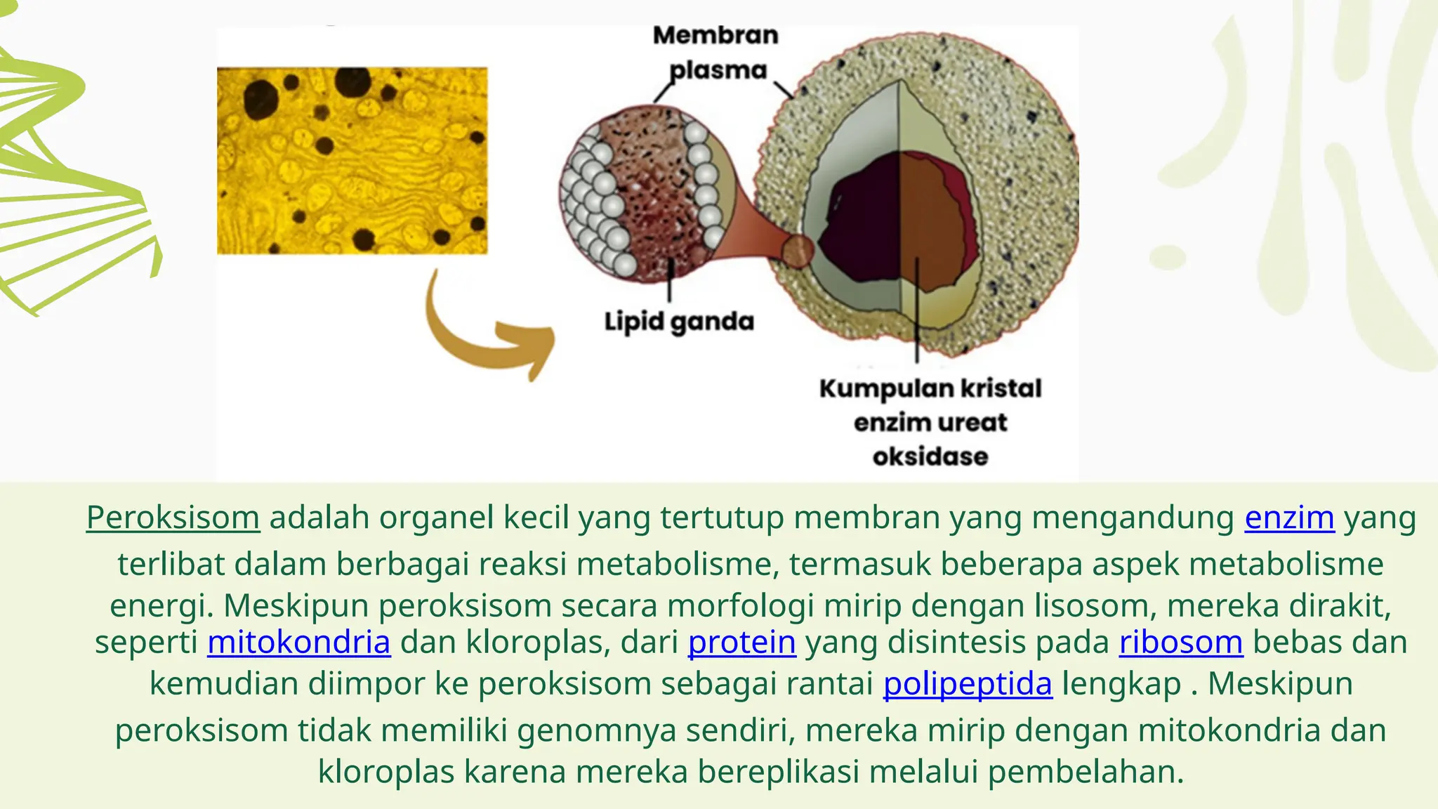 struktur fungsi dan proses biologi pada sitoplasma nukleus mitokondria ...