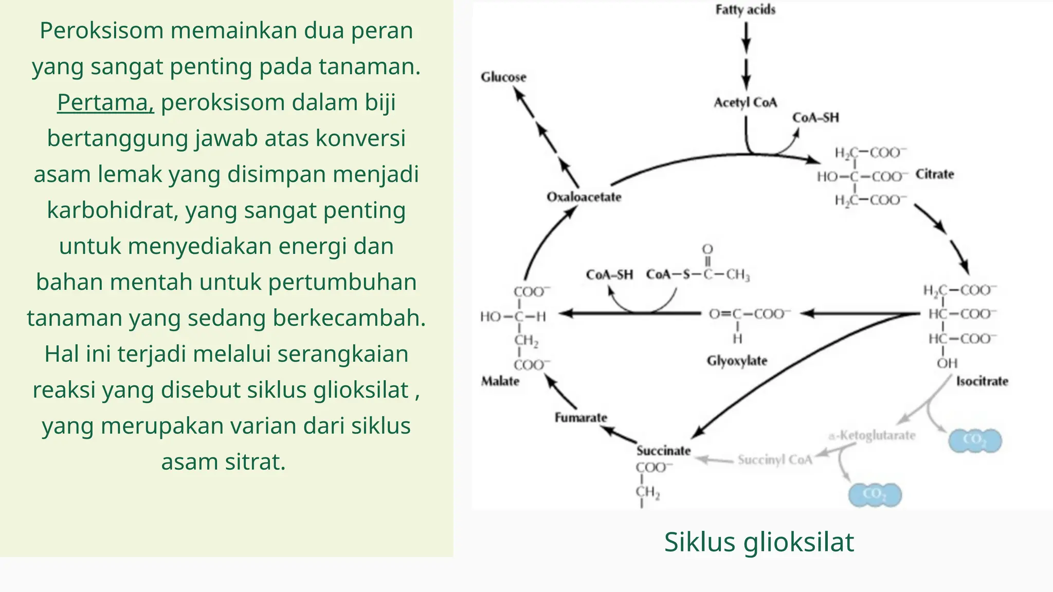 struktur fungsi dan proses biologi pada sitoplasma nukleus mitokondria ...