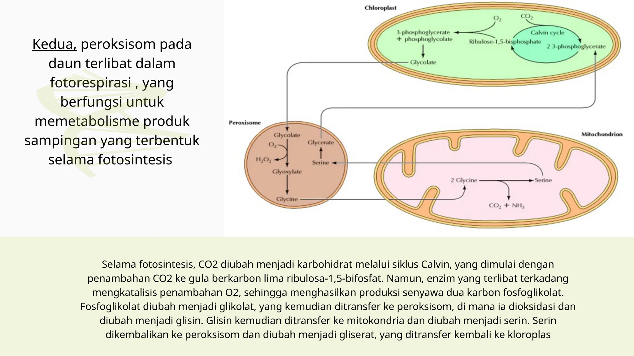 struktur fungsi dan proses biologi pada sitoplasma nukleus mitokondria ...