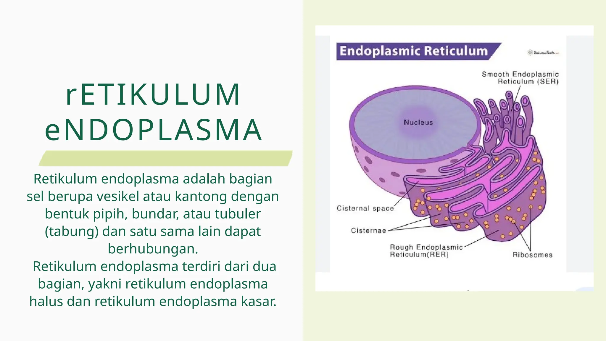 struktur fungsi dan proses biologi pada sitoplasma nukleus mitokondria ...