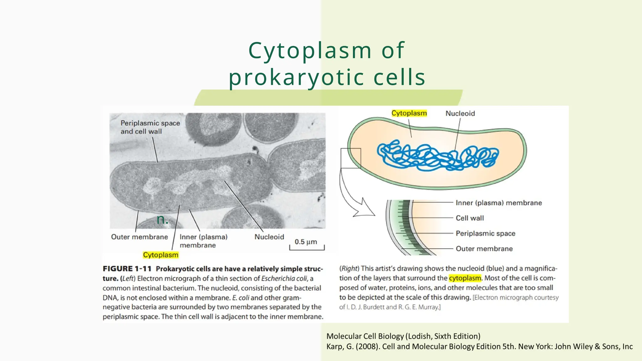 struktur fungsi dan proses biologi pada sitoplasma nukleus mitokondria ...