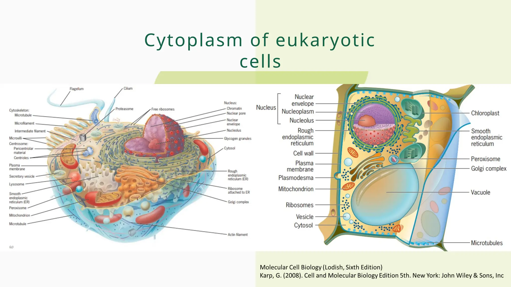struktur fungsi dan proses biologi pada sitoplasma nukleus mitokondria ...