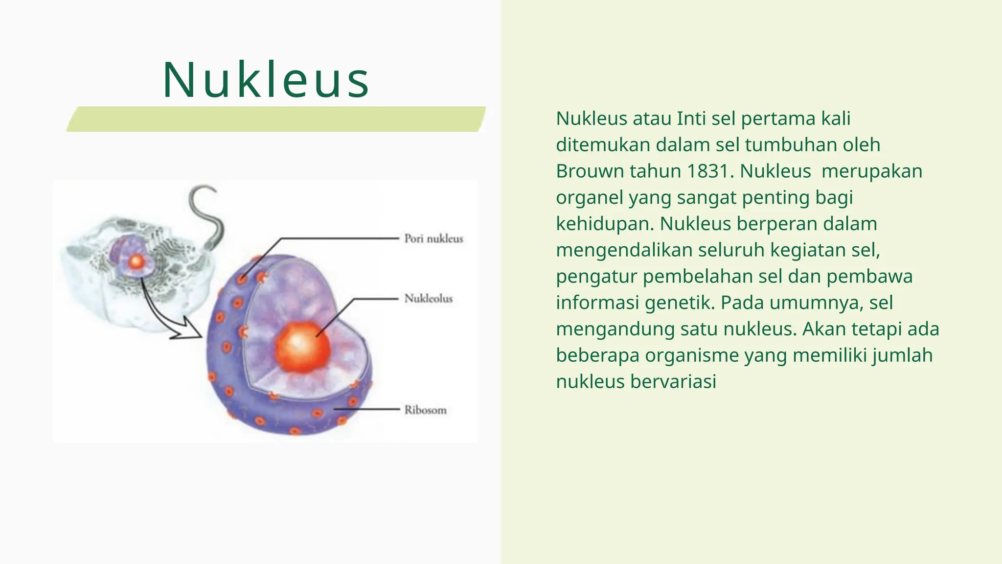 struktur fungsi dan proses biologi pada sitoplasma nukleus mitokondria peroksisom retikulum ...