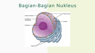struktur fungsi dan proses biologi pada sitoplasma nukleus mitokondria peroksisom retikulum ...