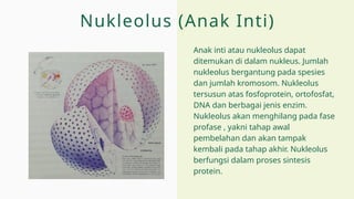 struktur fungsi dan proses biologi pada sitoplasma nukleus mitokondria ...