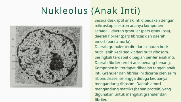 struktur fungsi dan proses biologi pada sitoplasma nukleus mitokondria ...
