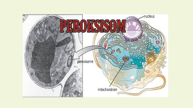 struktur fungsi dan proses biologi pada sitoplasma nukleus mitokondria ...