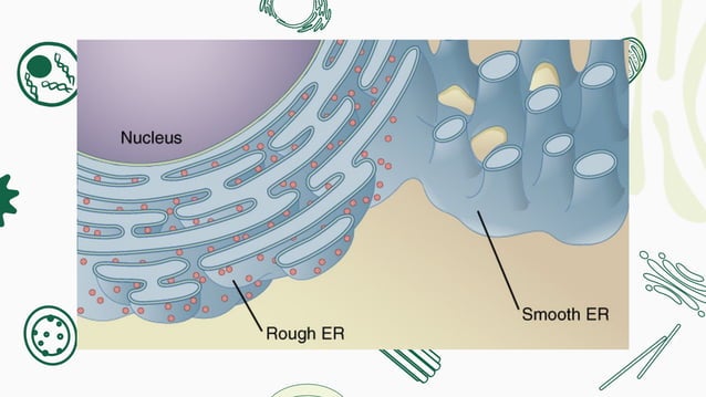 struktur fungsi dan proses biologi pada sitoplasma nukleus mitokondria ...