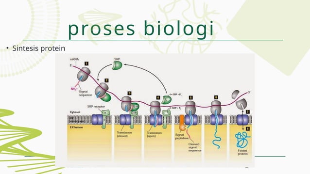 struktur fungsi dan proses biologi pada sitoplasma nukleus mitokondria ...