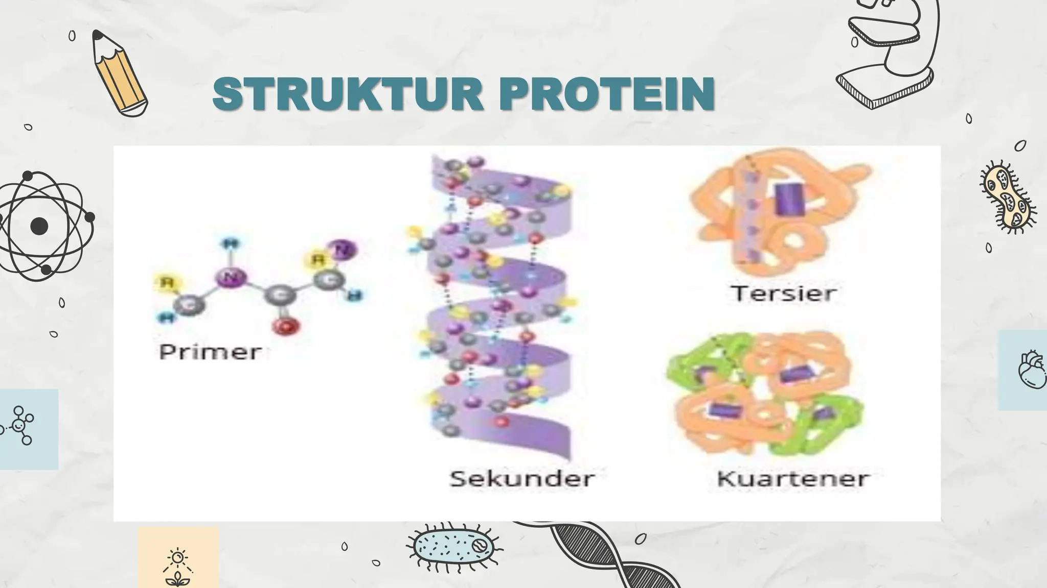 STRUKTUR,FUNGSI DAN SINTESIS PROTEIN.pptx