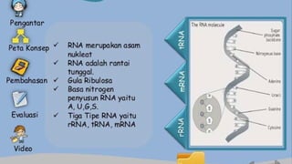 Struktur, Fungsi dan Sintesis Protein Sel_BOLOGI SEL_3J.pdf