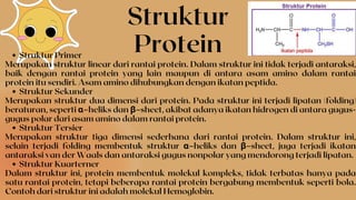 Struktur, Fungsi dan Sintesis Protein Sel_BOLOGI SEL_3J.pdf