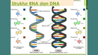 Struktur, Fungsi dan Sintesis Protein Sel_BOLOGI SEL_3J.pdf